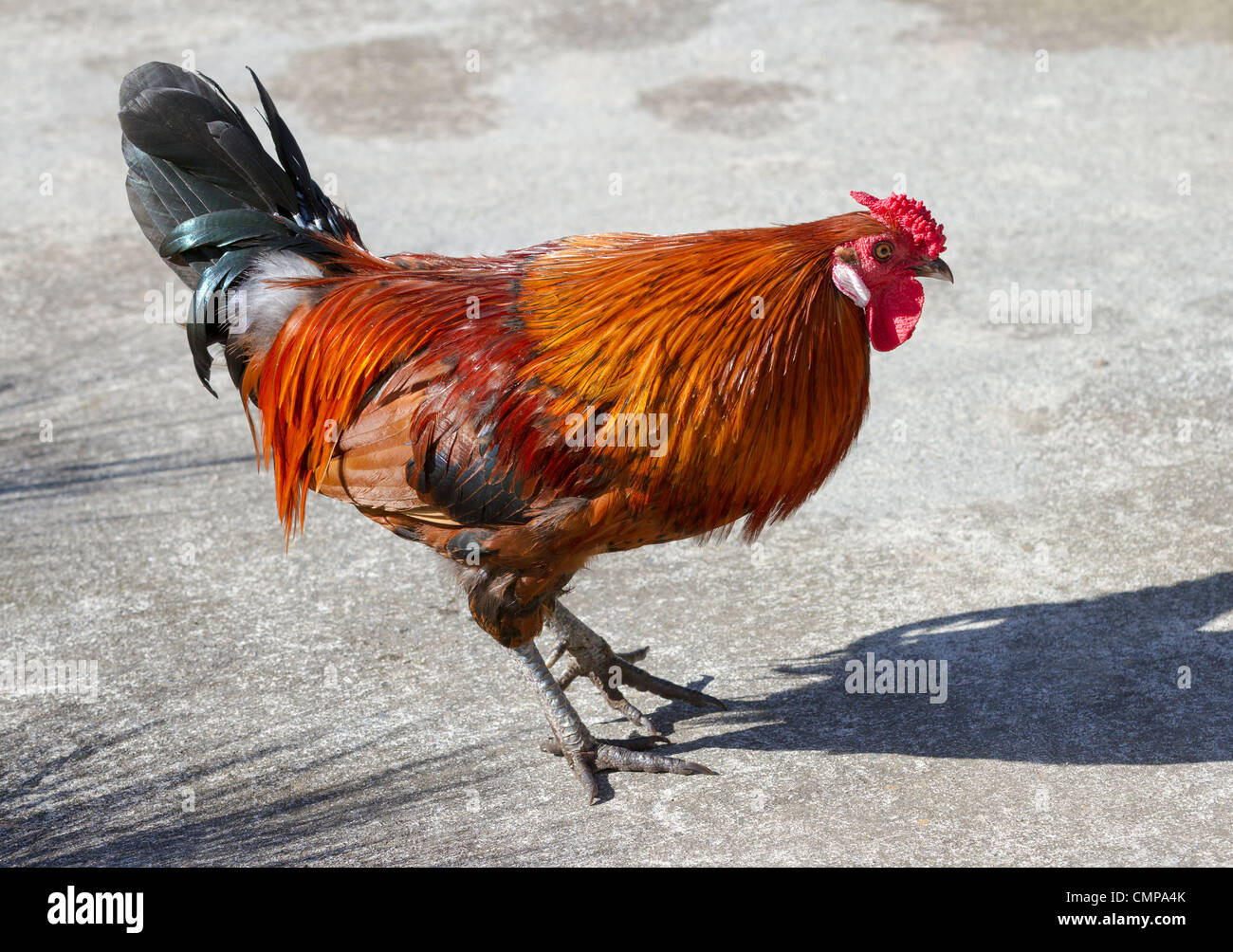 A rooster (Gallus gallus domestica), possibly a Rhode Island red Stock ...