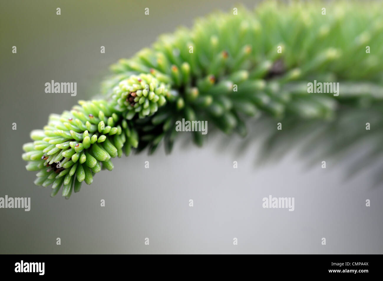 Noble fir tree hi-res stock photography and images - Alamy
