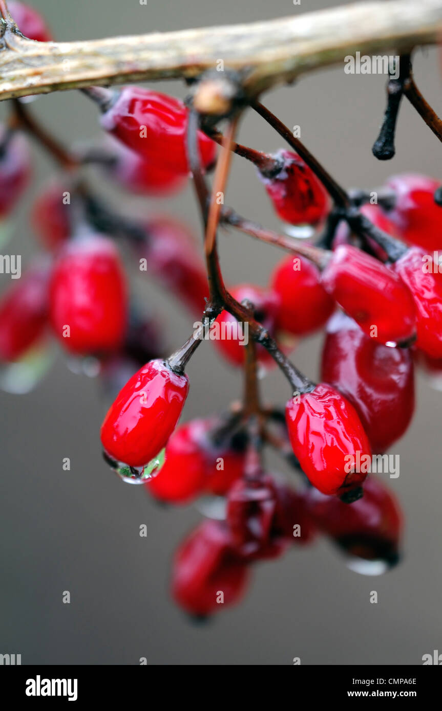 Berry berberis barberry hi-res stock photography and images - Alamy