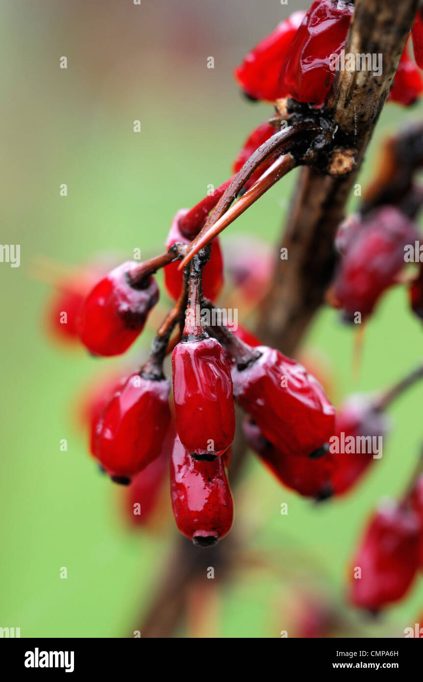 berberis concinna berry berries red barberry January winter closeups ...
