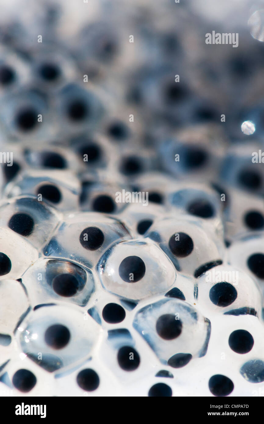 Transparent frog hi-res stock photography and images - Alamy