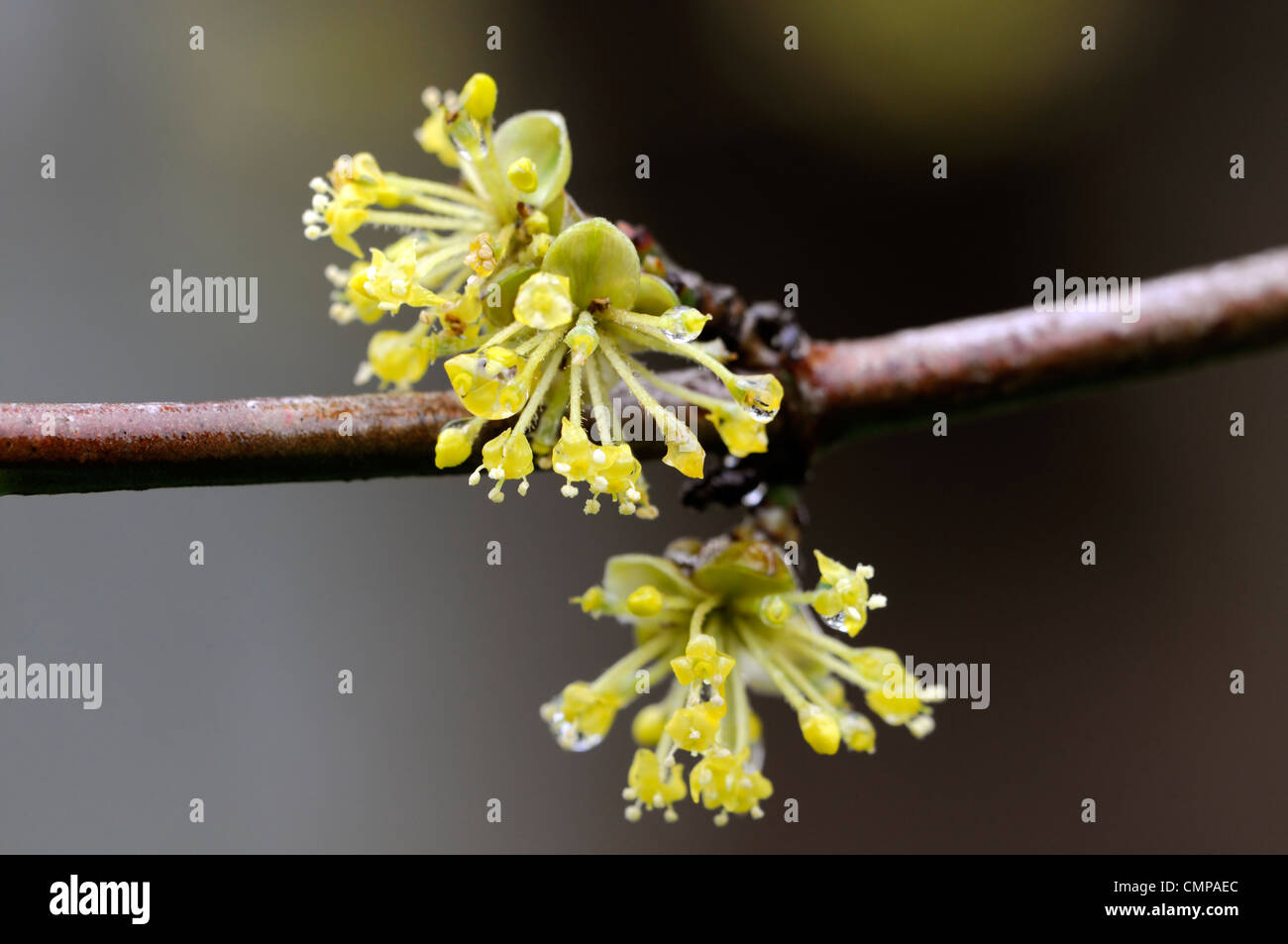 Cornus mas cornelian cherry hi-res stock photography and images - Alamy