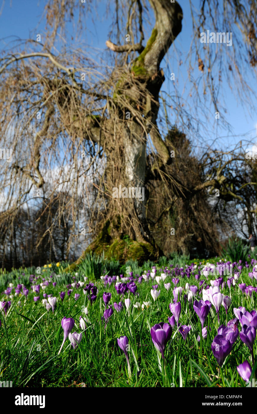 Underplanting tree hi-res stock photography and images - Alamy
