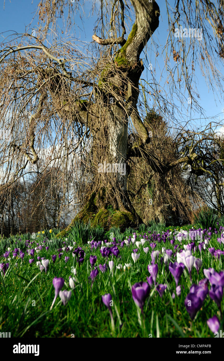 Underplanting tree hi-res stock photography and images - Alamy