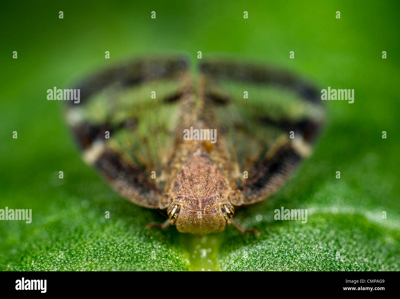 Passionvine hopper (Scolypopa australis), a species of planthopper ...
