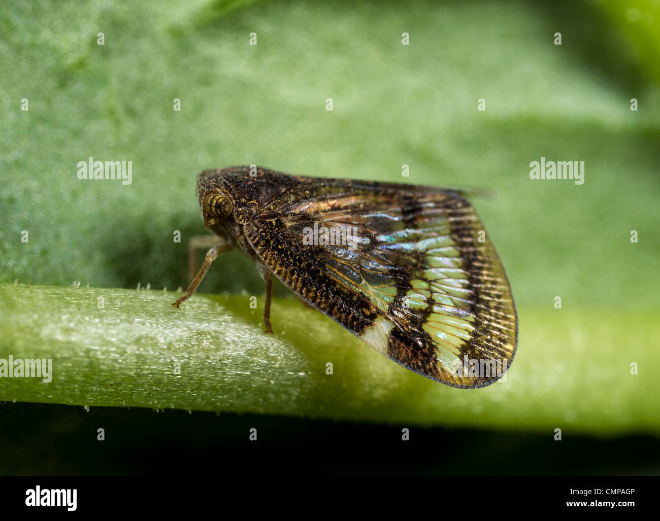 Passionvine hopper (Scolypopa australis), a species of planthopper ...