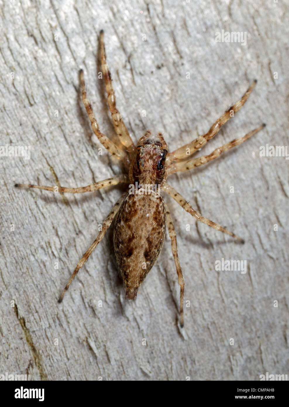 A wolf spider (lycosa species) seen in a garden in Blenheim, New ...