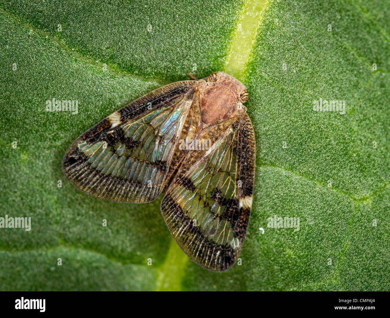 Passionvine hopper (Scolypopa australis), a species of planthopper ...