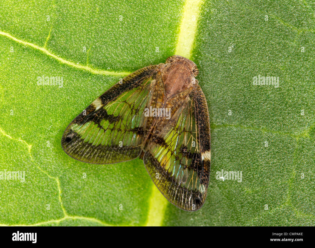 Passionvine hopper (Scolypopa australis), a species of planthopper ...