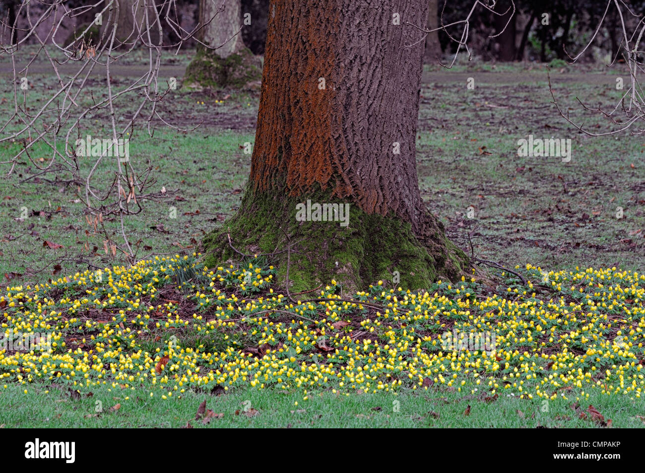 Eranthis hyemalis Winter aconites aconite yellow flowers naturalised ...