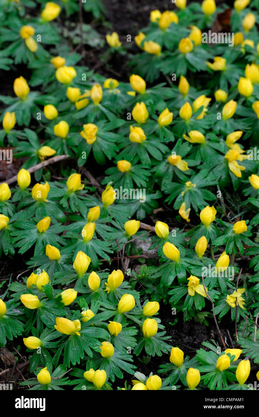 Eranthis hyemalis Winter aconites aconite yellow flowers naturalised ...