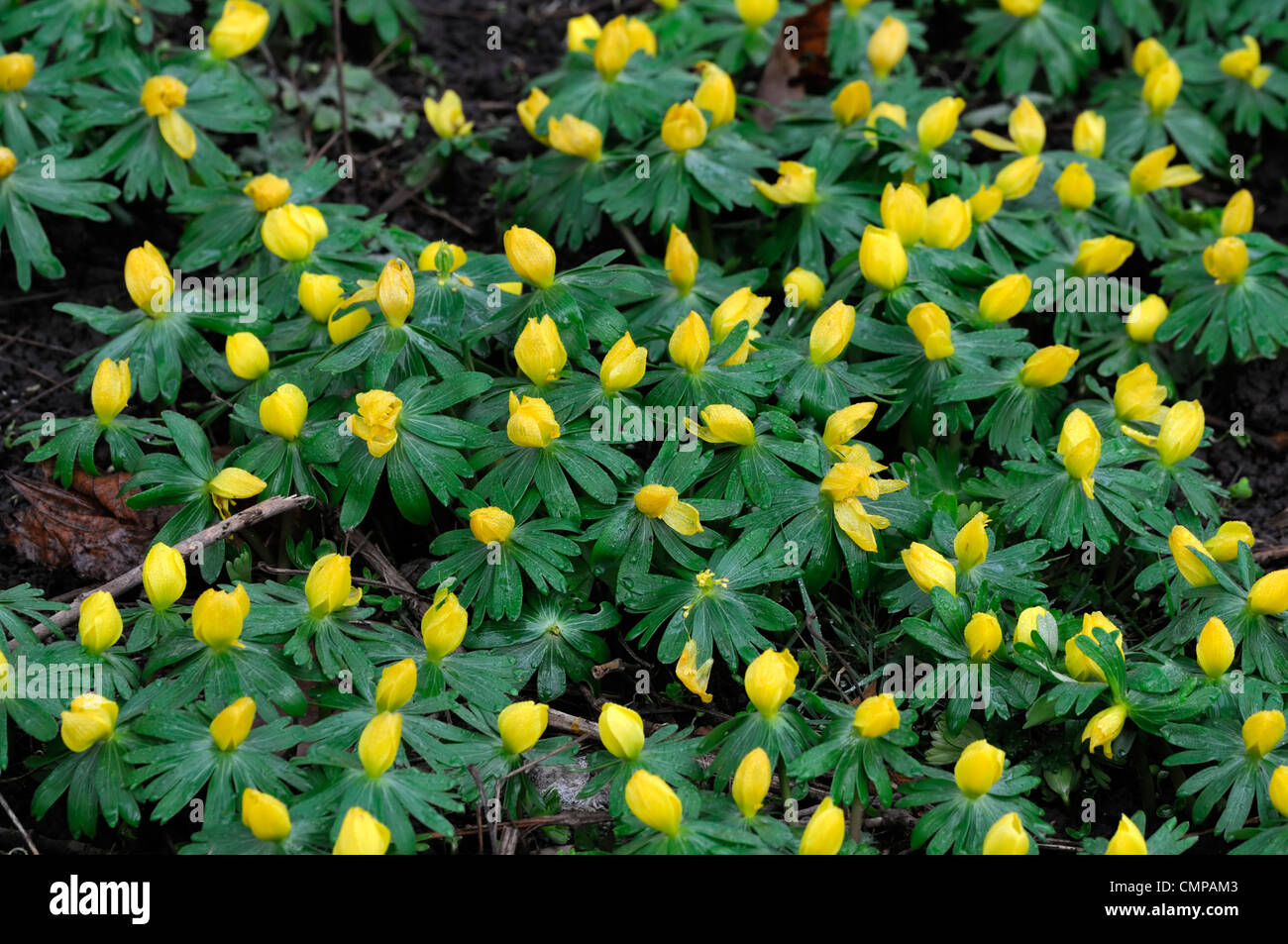 Eranthis hyemalis hi-res stock photography and images - Alamy