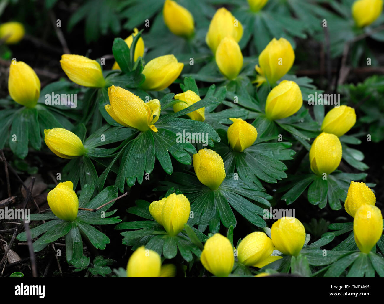Eranthis hyemalis Winter aconites aconite yellow flowers naturalised ...