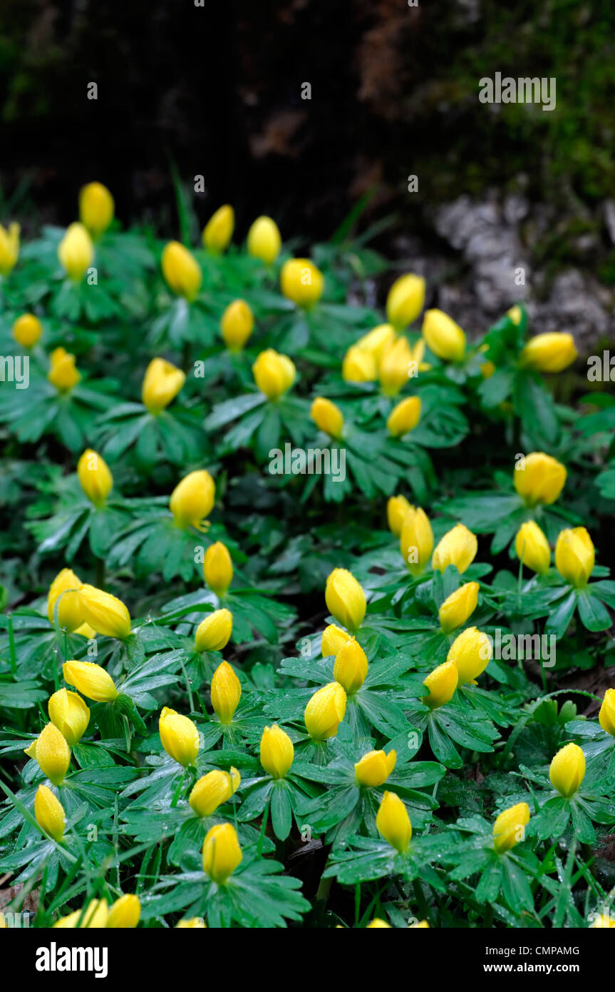 Eranthis hyemalis Winter aconites aconite yellow flowers naturalised ...