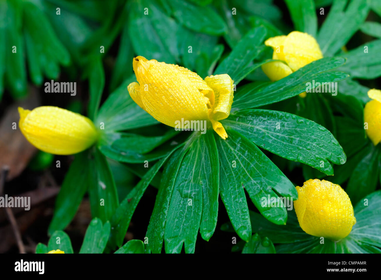 Eranthis hyemalis Winter aconites aconite yellow flowers naturalised ...