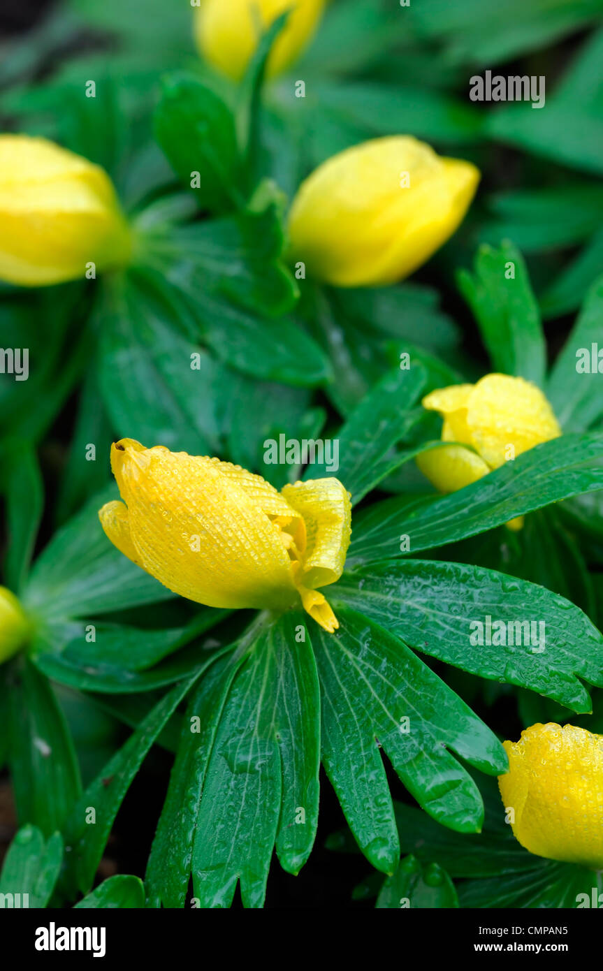 Eranthis hyemalis Winter aconites aconite yellow flowers naturalised ...