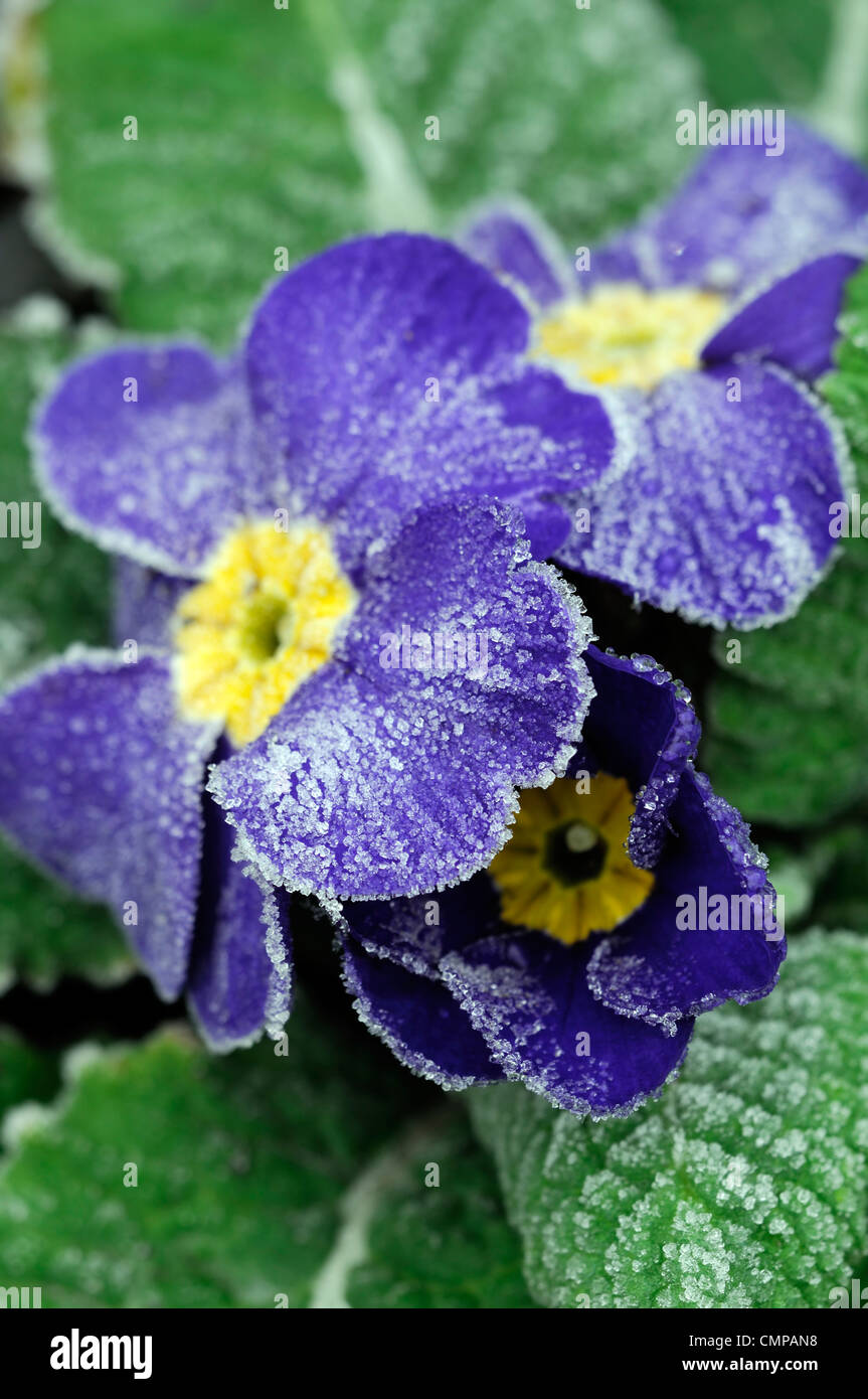Primula polyanthus crescendo blue hi-res stock photography and images ...