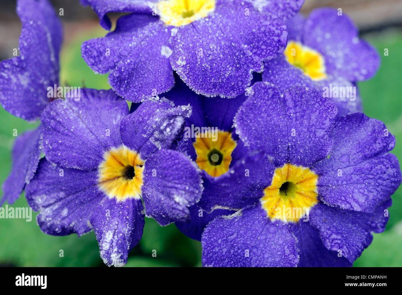 primula crescendo blue polyanthus group frost cover covered blue ...