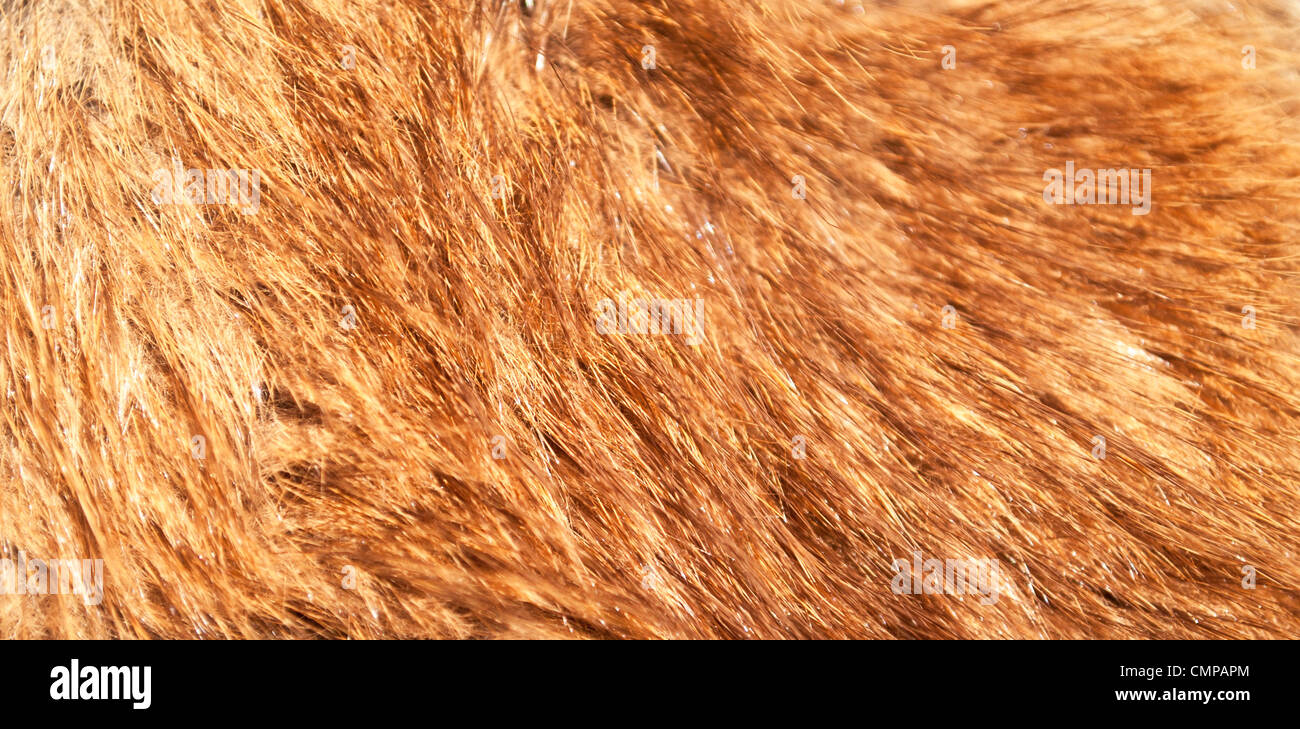 Red fox hairy fur texture hi-res stock photography and images - Alamy