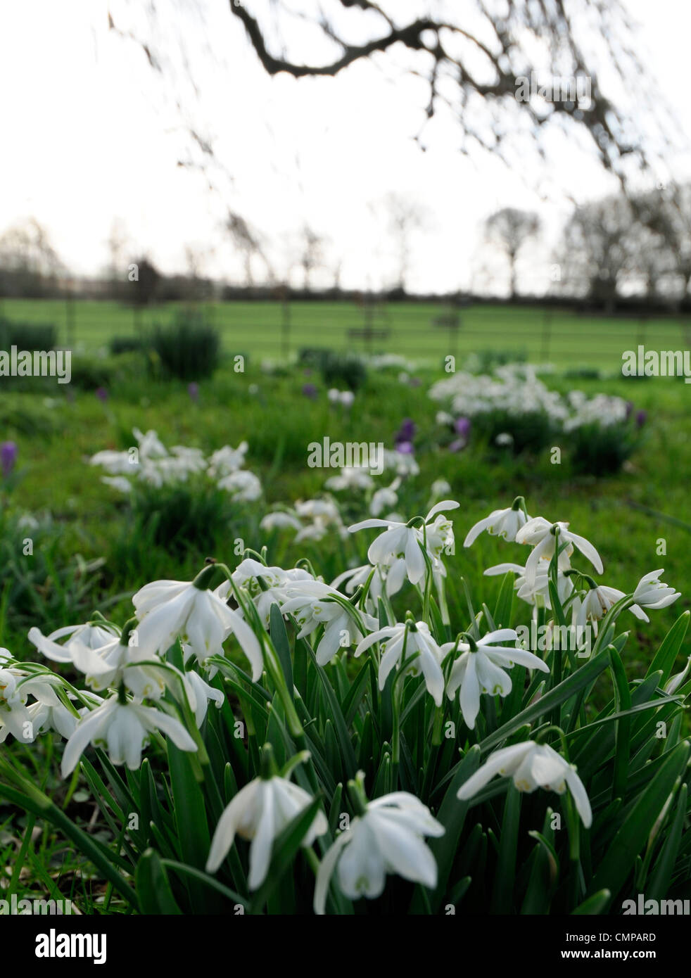 galanthus nivalis snowdrops clump flowers ground level view snowdrop ...