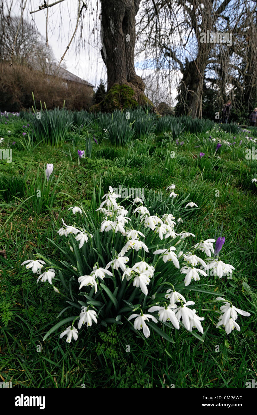 Clump of flowers hi-res stock photography and images - Alamy