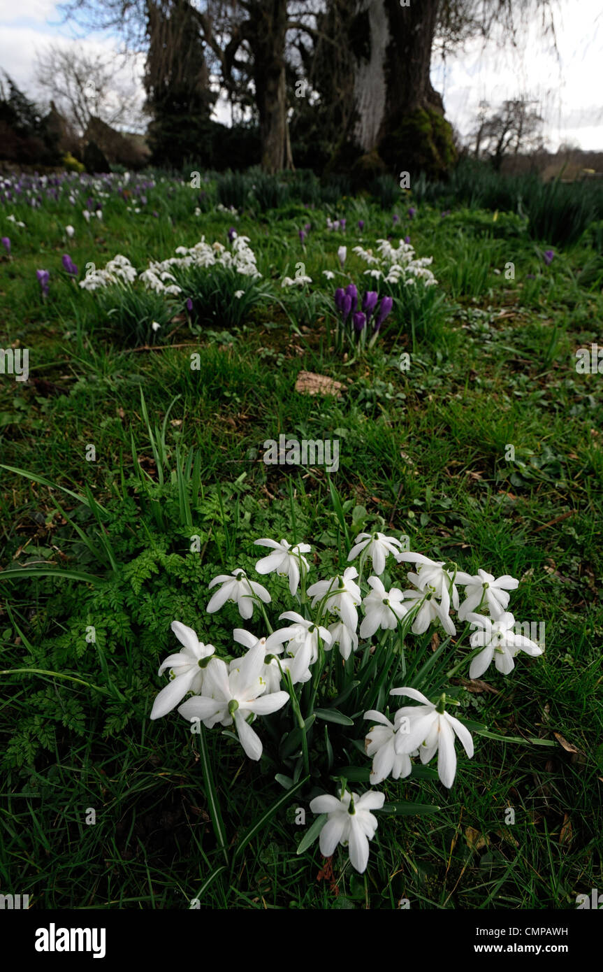 galanthus nivalis snowdrops clump flowers underneath tree snowdrop ...