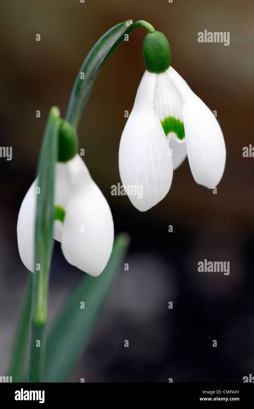 galanthus nivalis s arnott snowdrops bulbs February white flowers ...