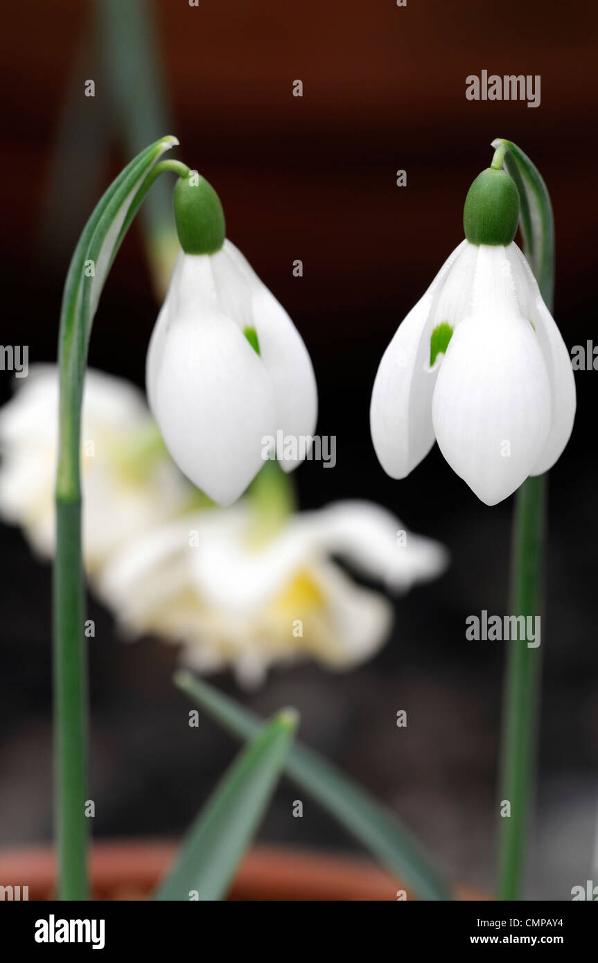 Arnott galanthus hi-res stock photography and images - Alamy