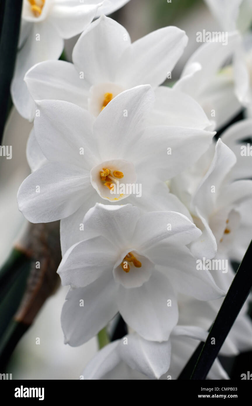 narcissus ziva paperwhites plants white flowers flowering blooms bulbs ...