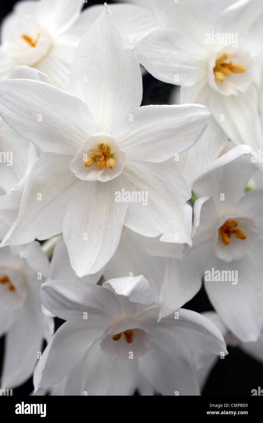 narcissus ziva paperwhites plants white flowers flowering blooms bulbs ...