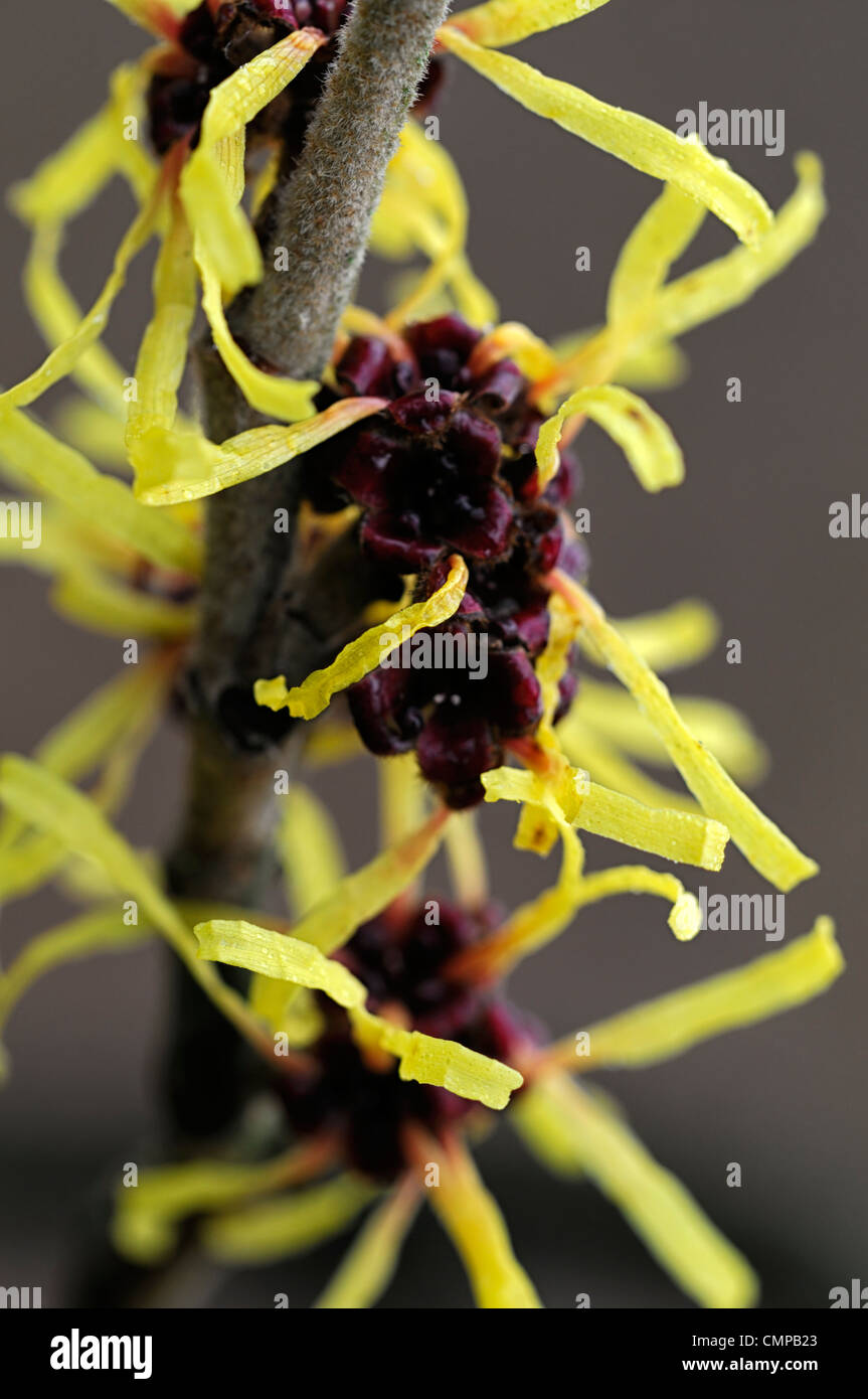 hamamelis mollis chinese witch hazel january winter yellow hazels ...