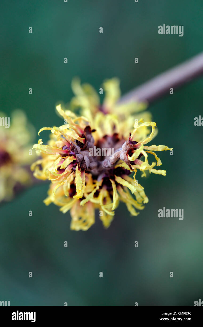 hamamelis x intermedia orange beauty spring winter closeup yellow trees ...