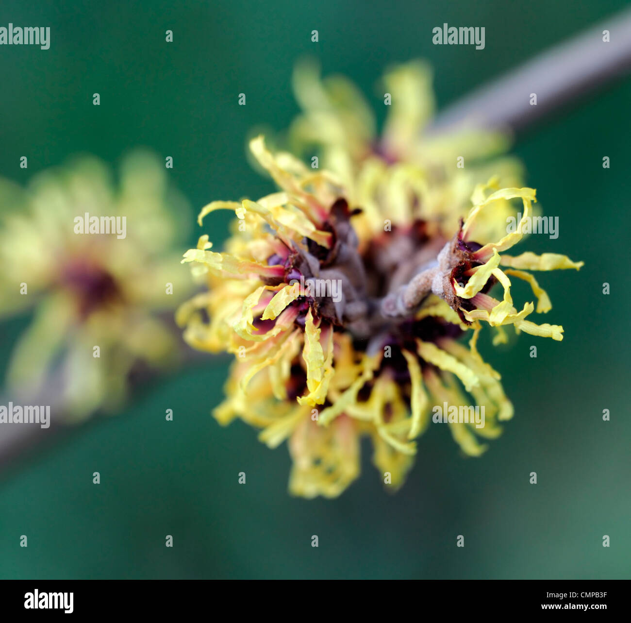 Hamamelis x intermedia hi-res stock photography and images - Alamy