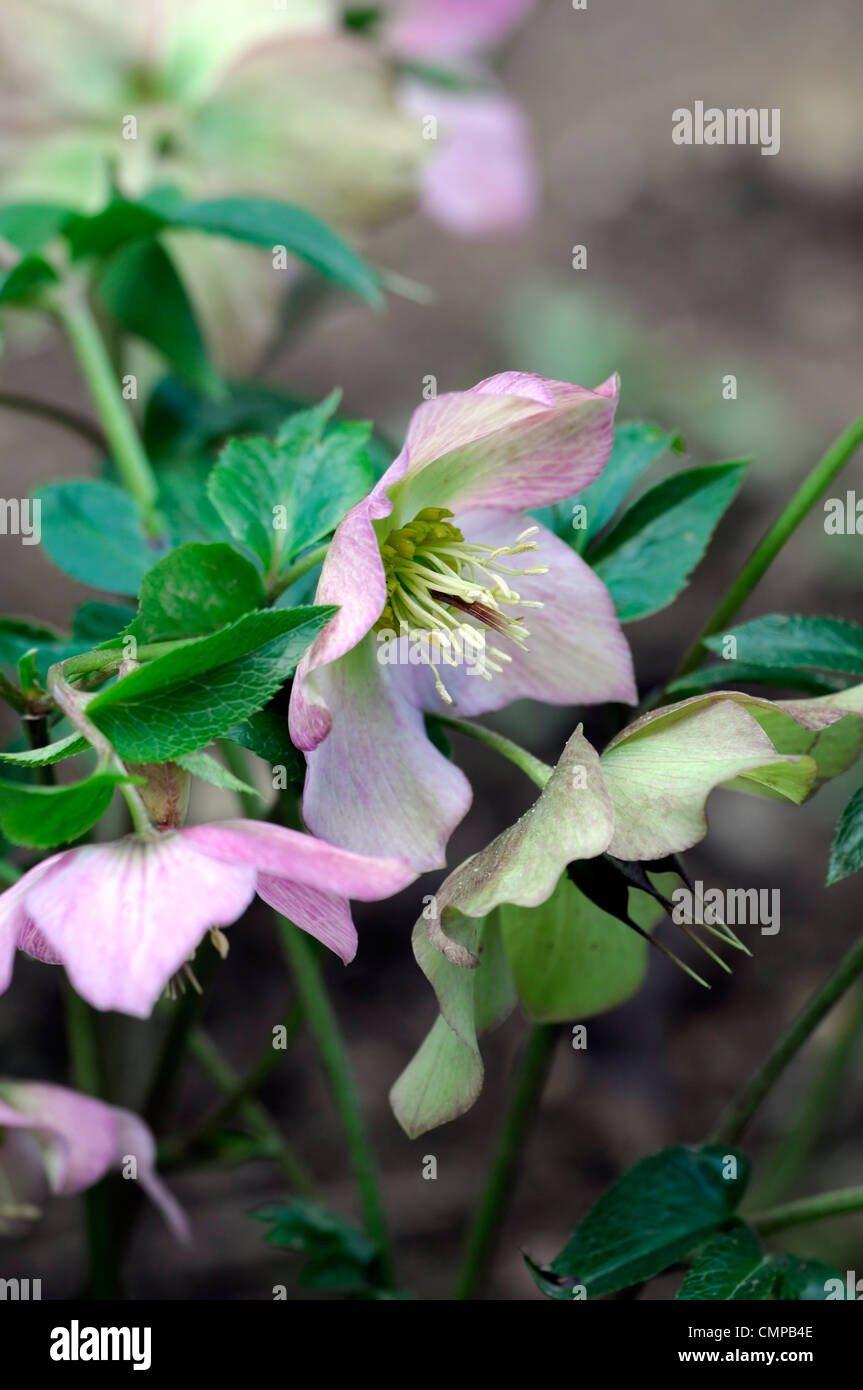 helleborus x hybridus hybrids hellebores spring perennials cream white ...