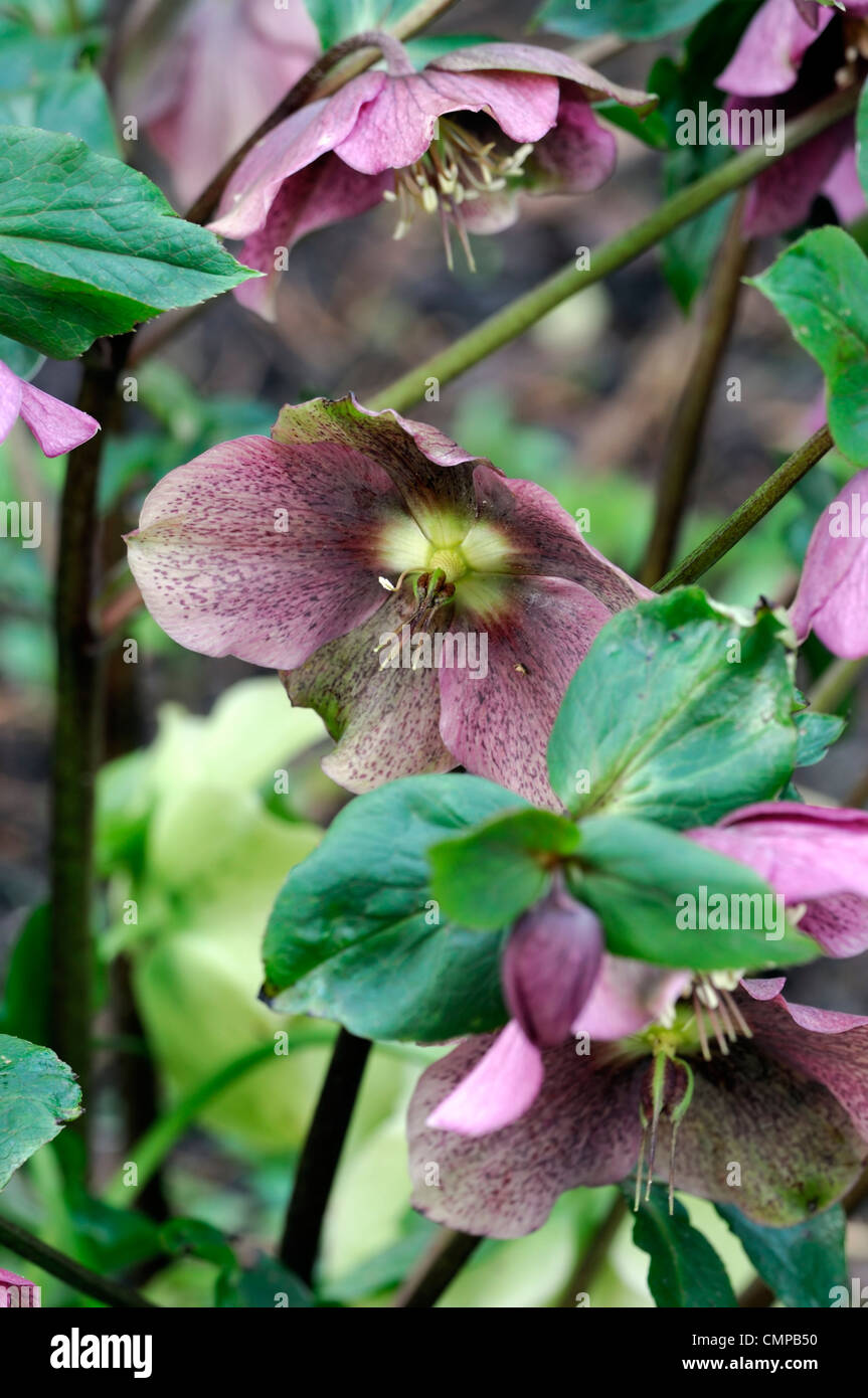 helleborus x hybridus hybrids hellebores spring perennials cream white ...