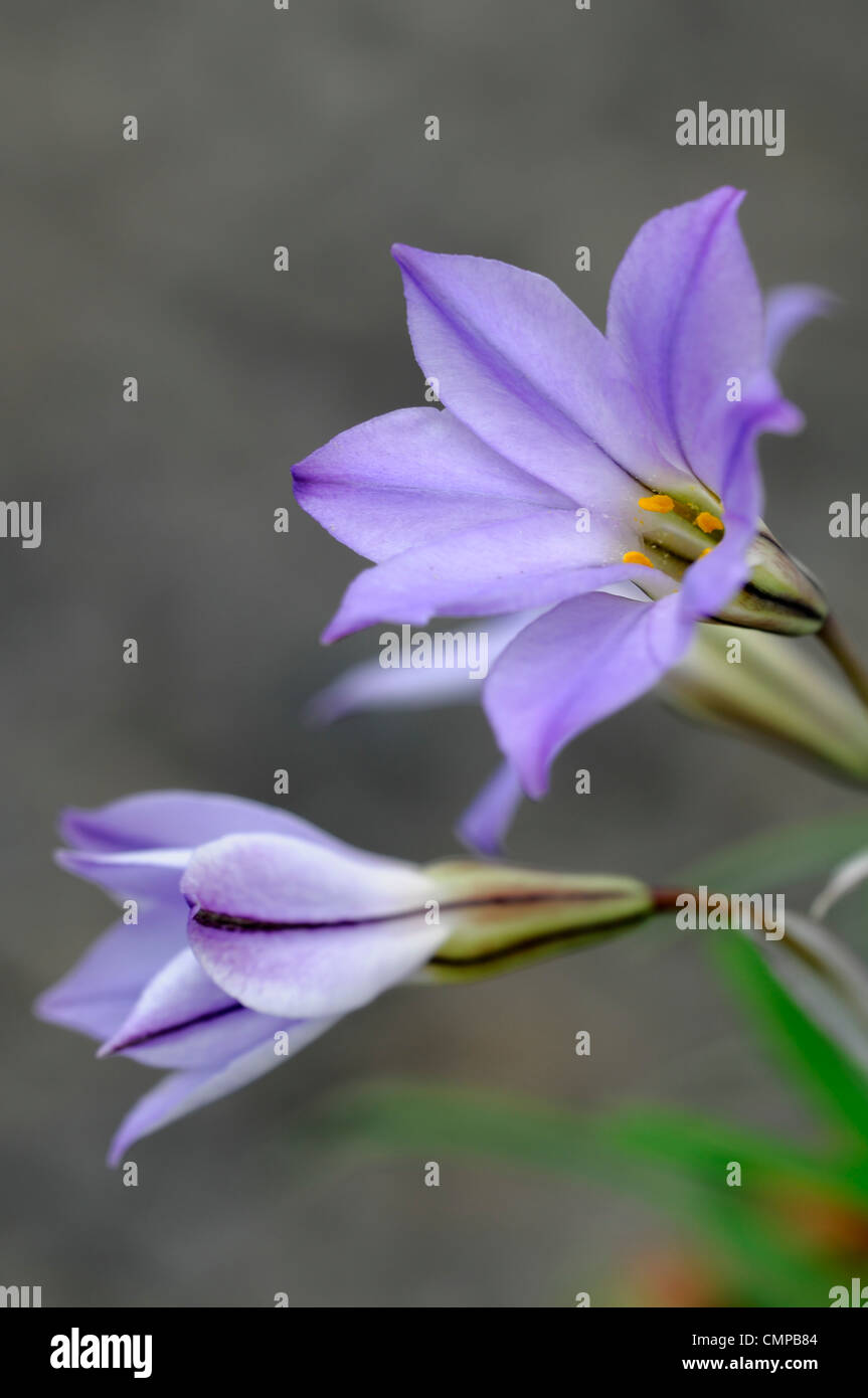 Ipheion uniflorum Wisley Blue AGM delicate lilac blue perennial spring ...
