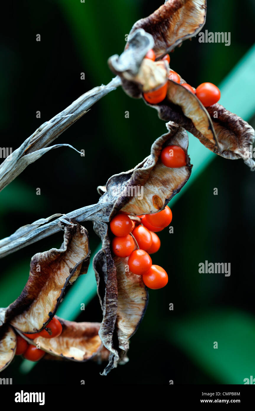 Orange berries pod hi-res stock photography and images - Alamy