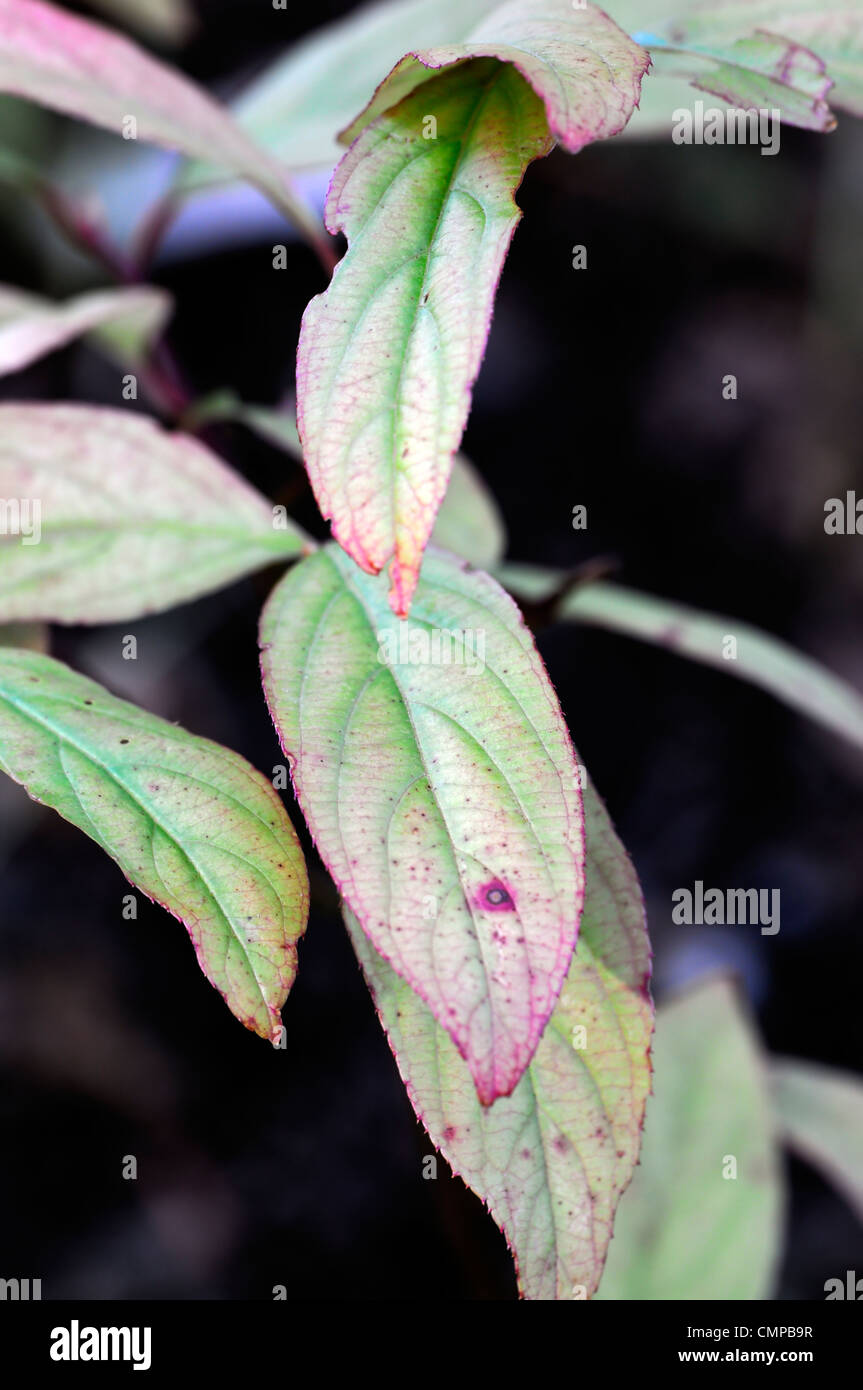 itea virginica henrys garnet virginia sweetspire closeups close-ups ups ...