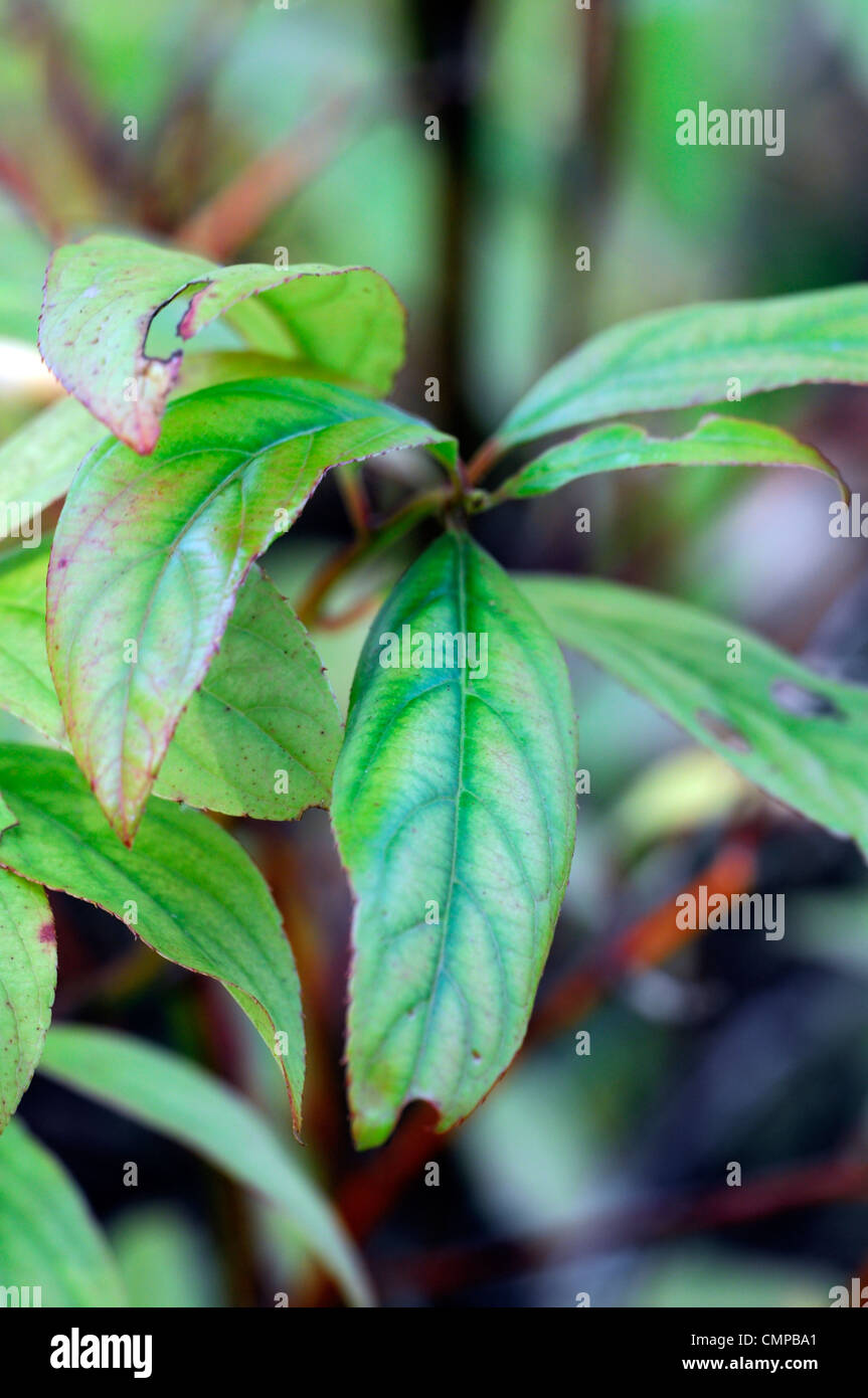 itea virginica henrys garnet virginia sweetspire closeups close-ups ups ...