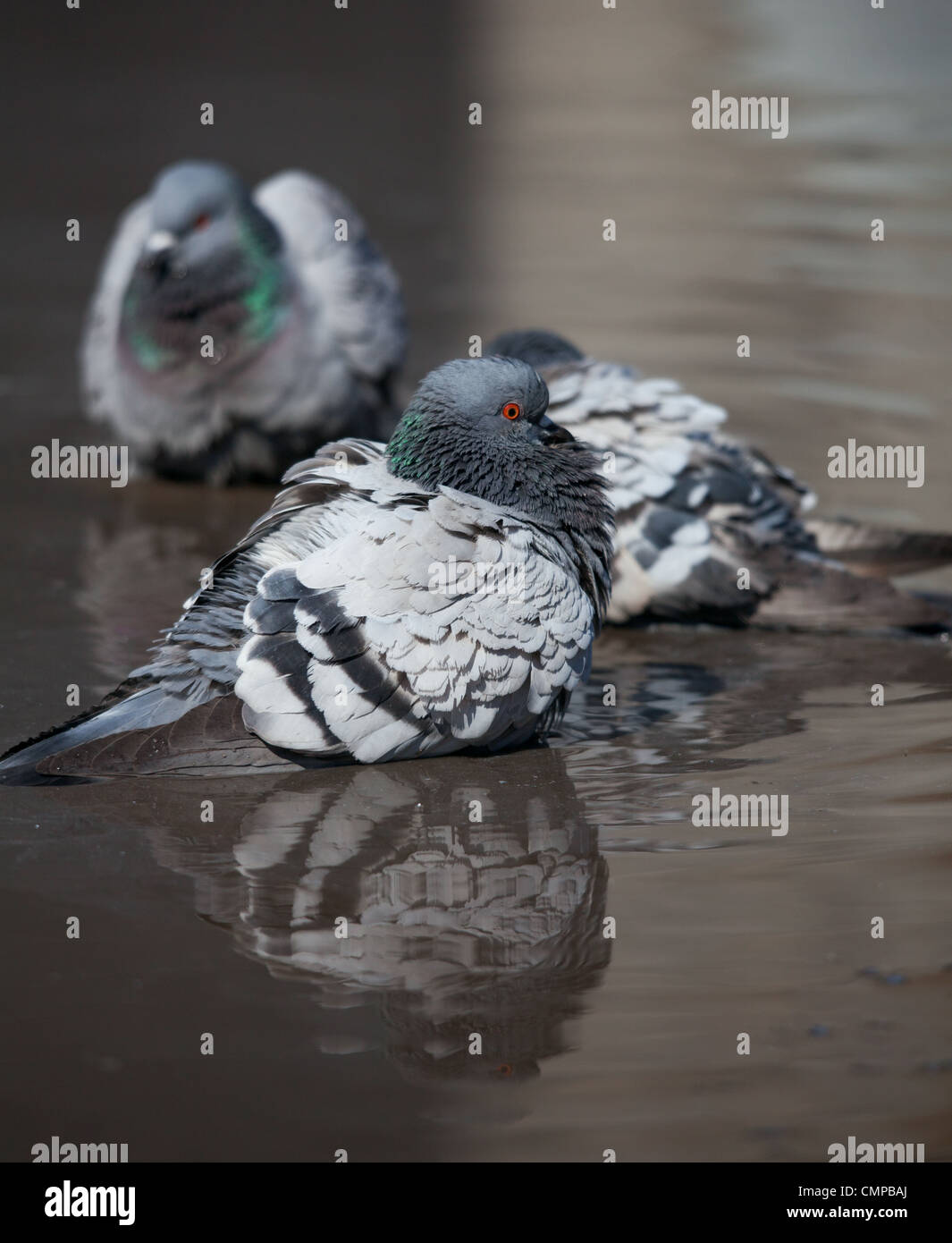 pigeon cleans its feathers in a muddy puddle in the spring Stock Photo ...