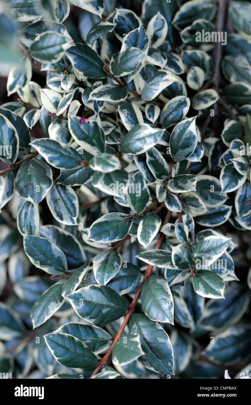 Luma apiculata glanleam gold hi-res stock photography and images - Alamy