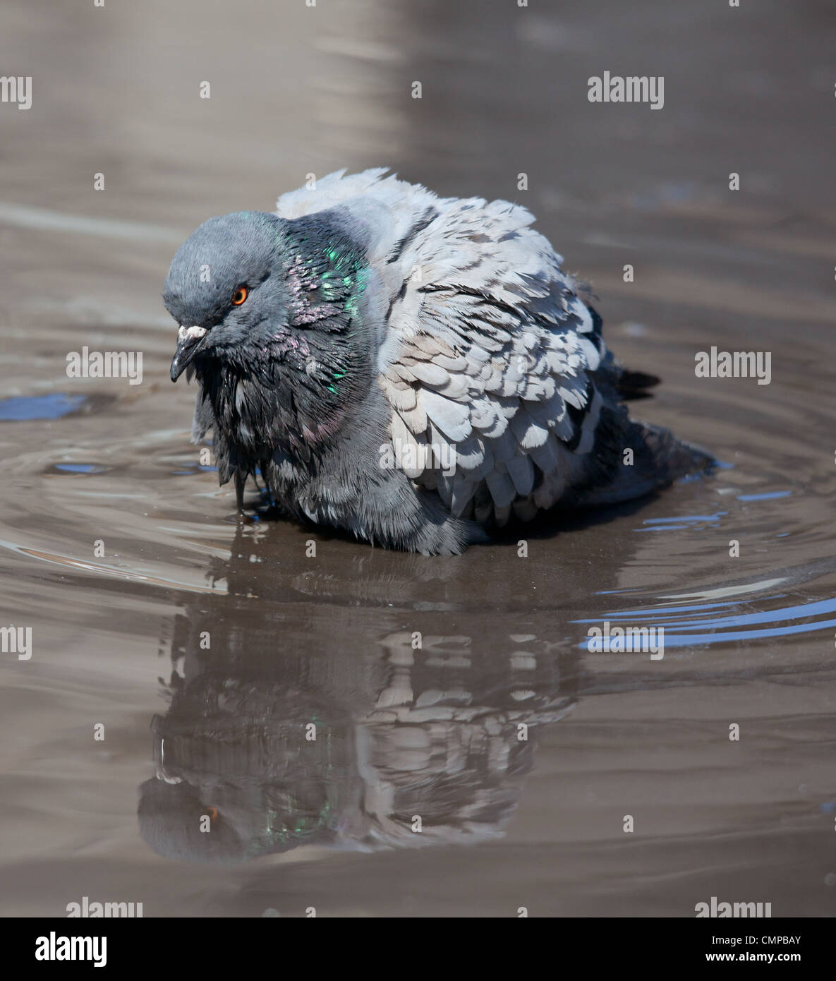 pigeon cleans its feathers in a muddy puddle in the spring Stock Photo ...
