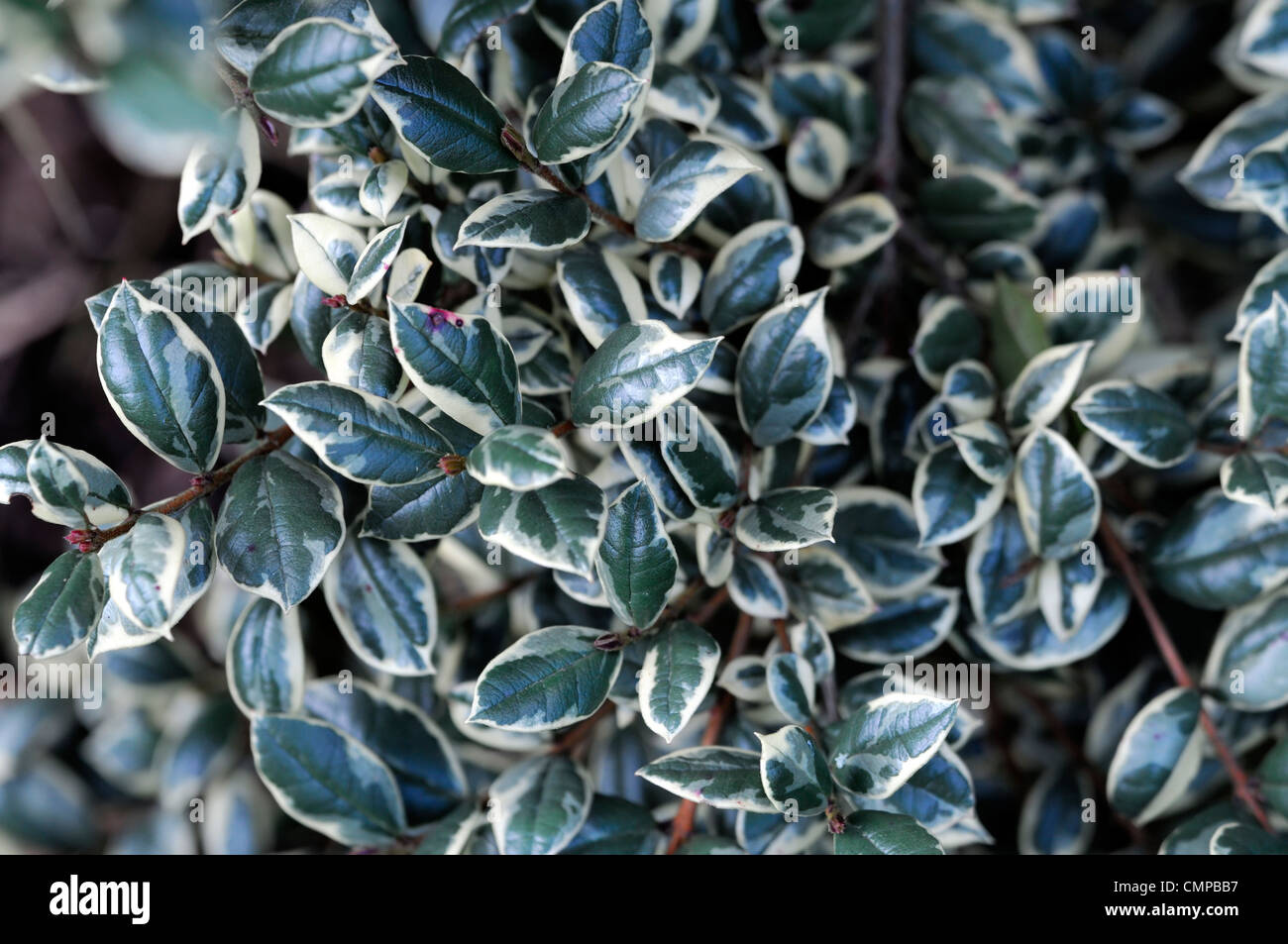 luma apiculata glanleam gold plant portraits green yellow variegated ...