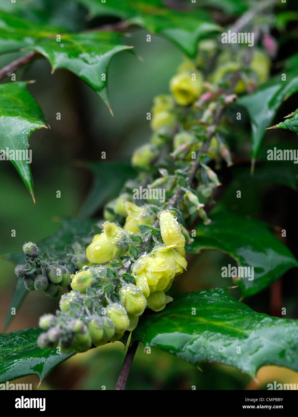 Mahonia japonica hi-res stock photography and images - Alamy