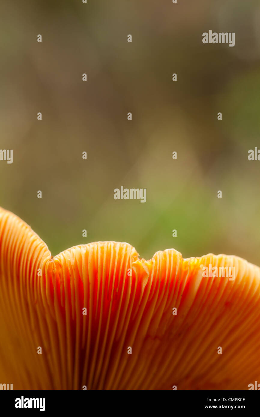 Edible mushroom hi-res stock photography and images - Alamy