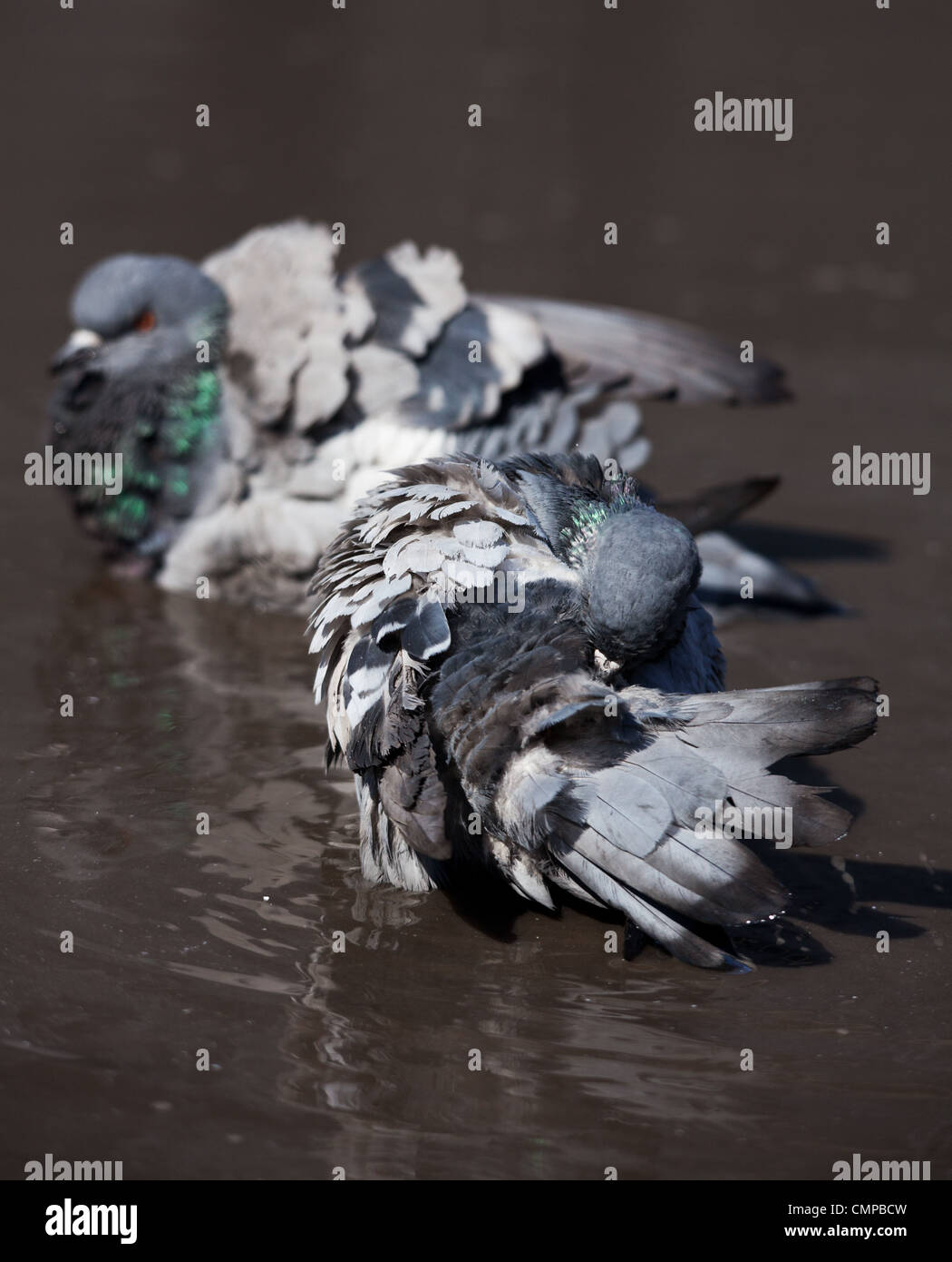 Mud puddle bird bath hi-res stock photography and images - Alamy