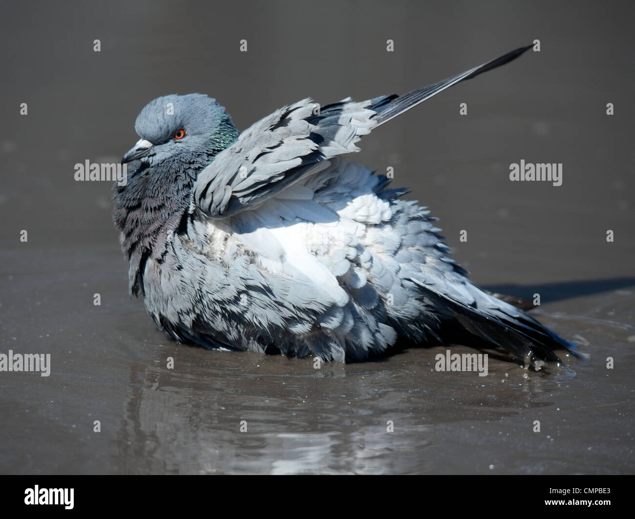 Mud puddle bird bath hi-res stock photography and images - Alamy