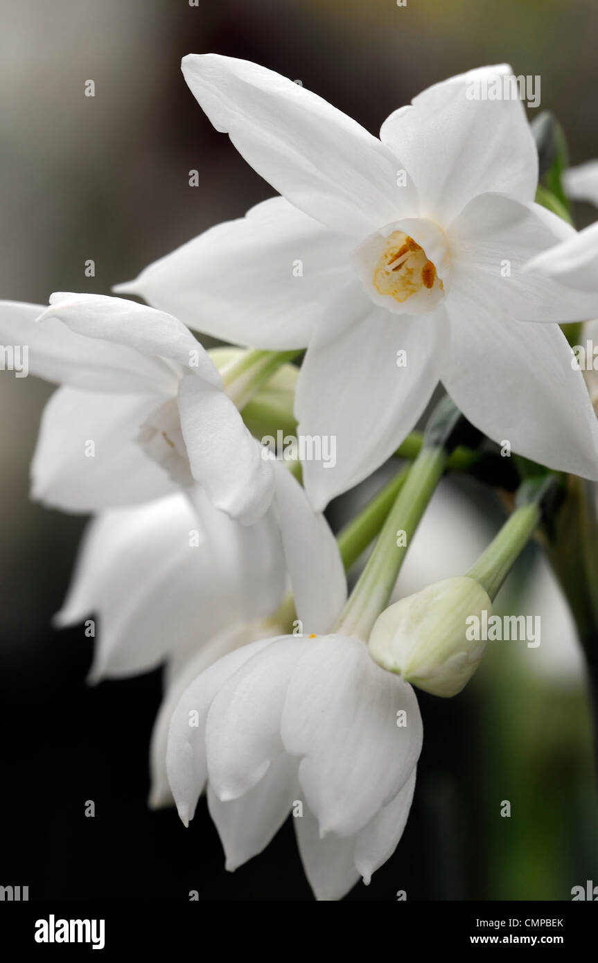 Indoor paperwhite narcissi hi-res stock photography and images - Alamy