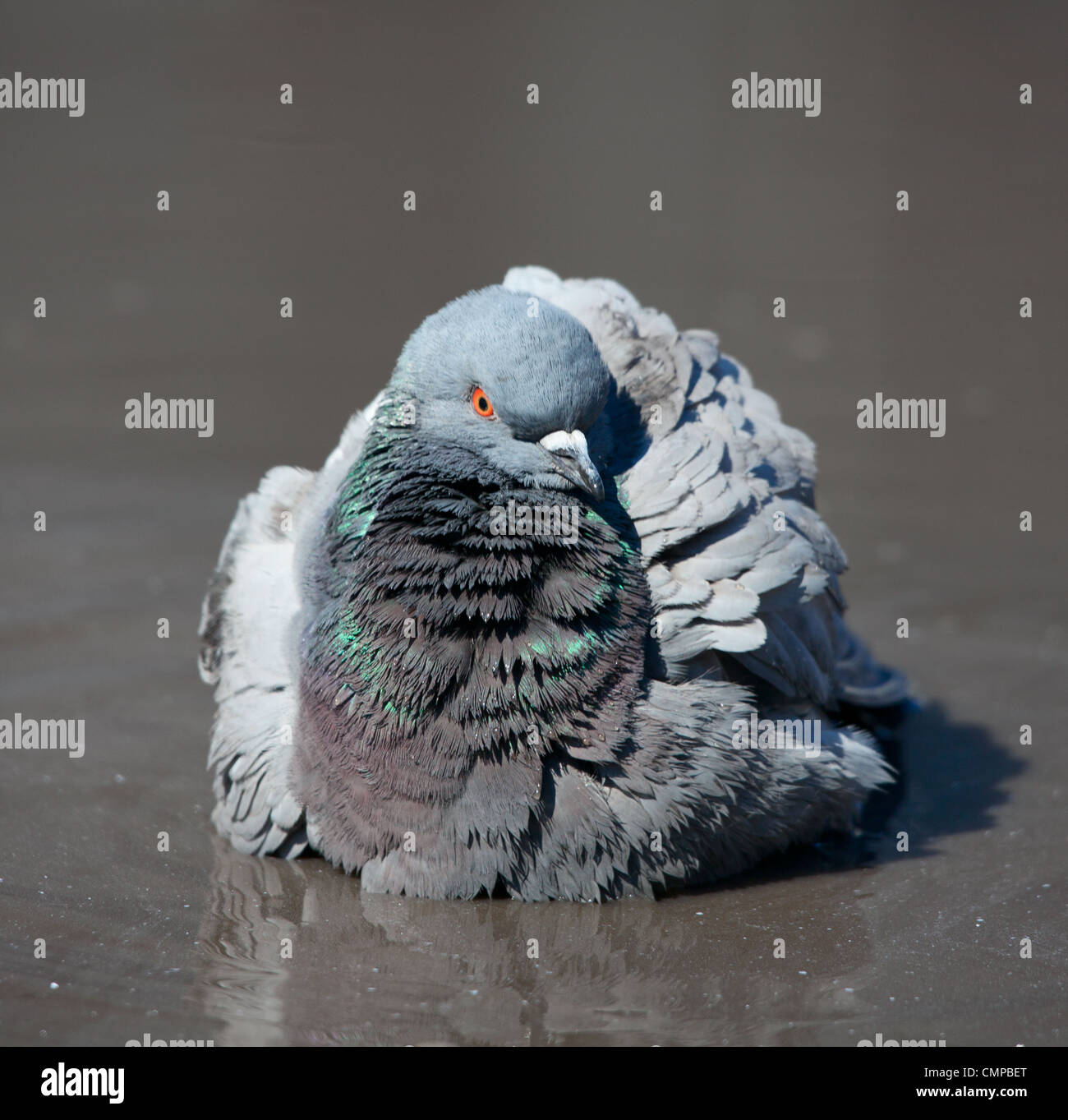 Dove cleans feathers hi-res stock photography and images - Alamy