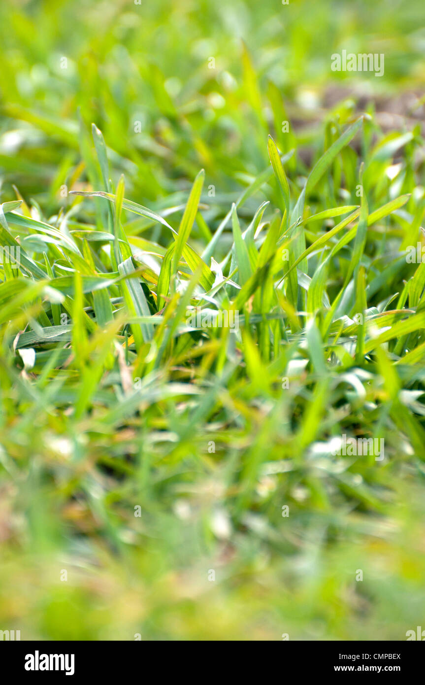 Beautiful green grass texture Stock Photo - Alamy